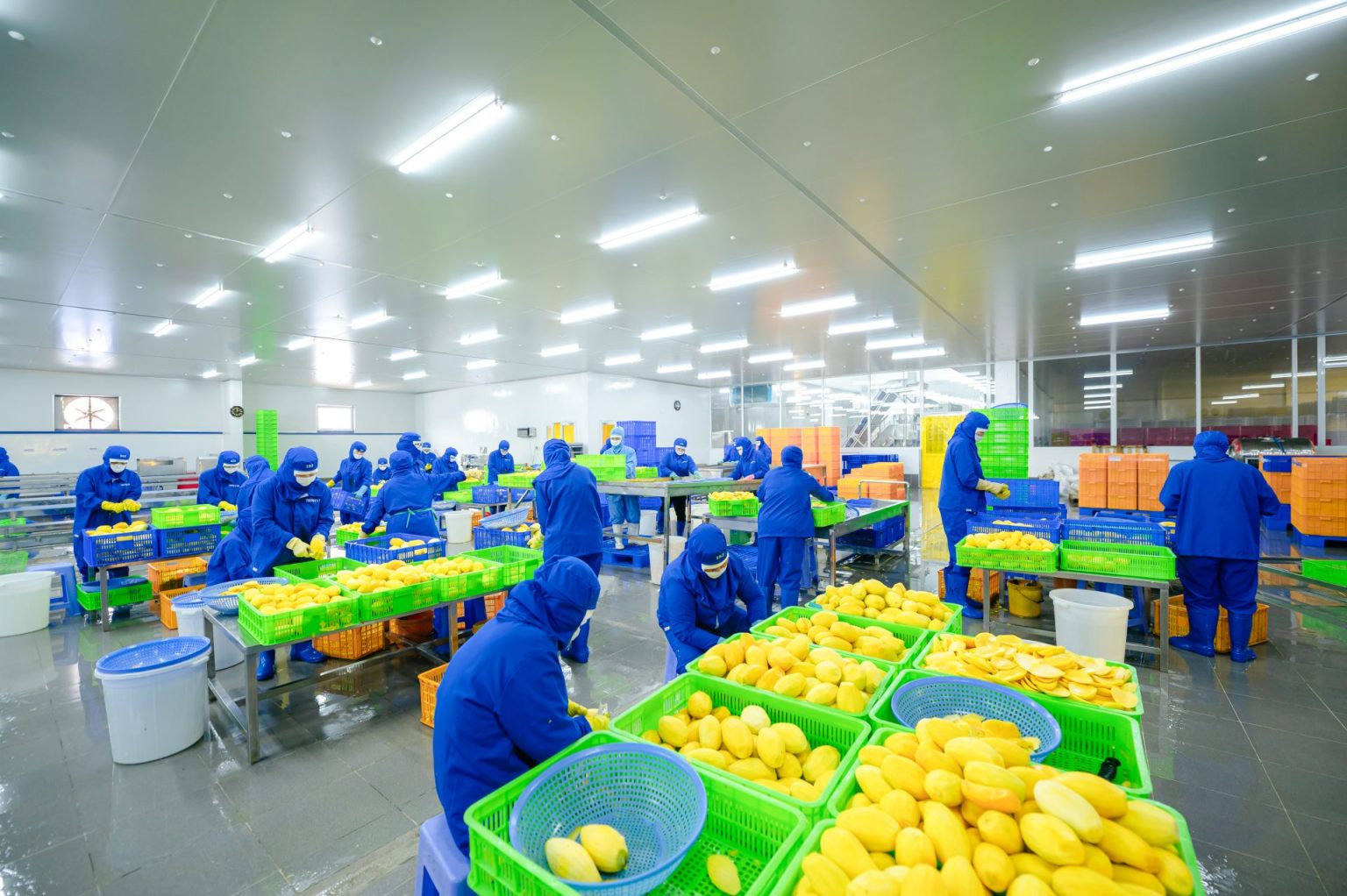 Fruits factory - Trinityvietnam